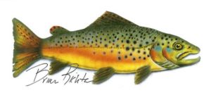 Identify Your Fish - Silver Creek Outfitters