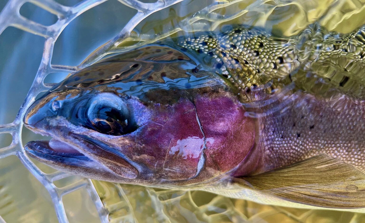 Sun Valley Area Fly Fishing Forecast November 12 - 26 - Silver Creek ...